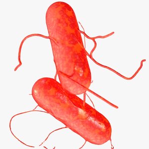 Salmonella 3D Models for Download | TurboSquid