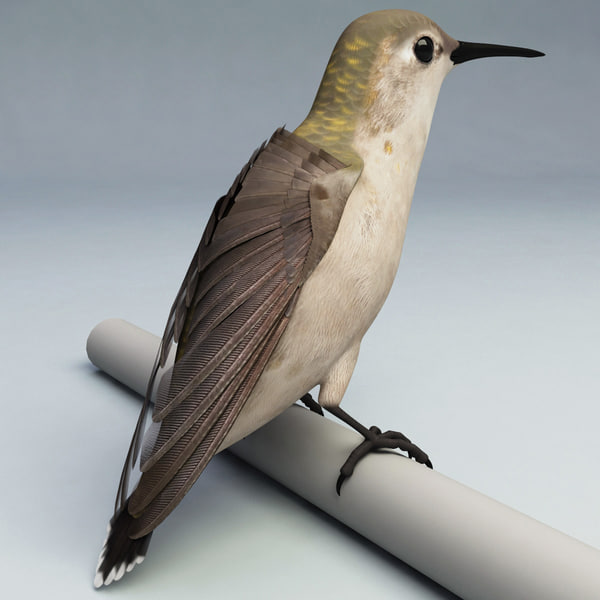 hummingbird rigged 3d model