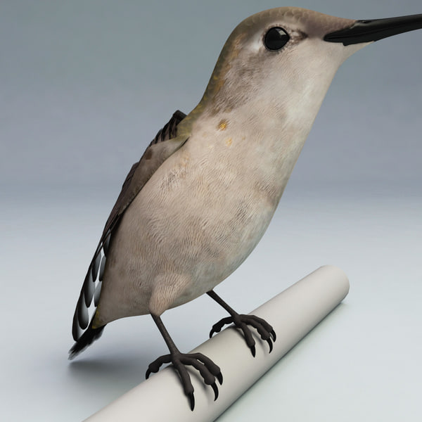 hummingbird rigged 3d model