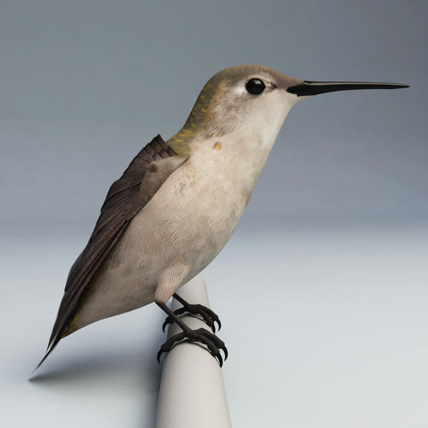 hummingbird rigged 3d model