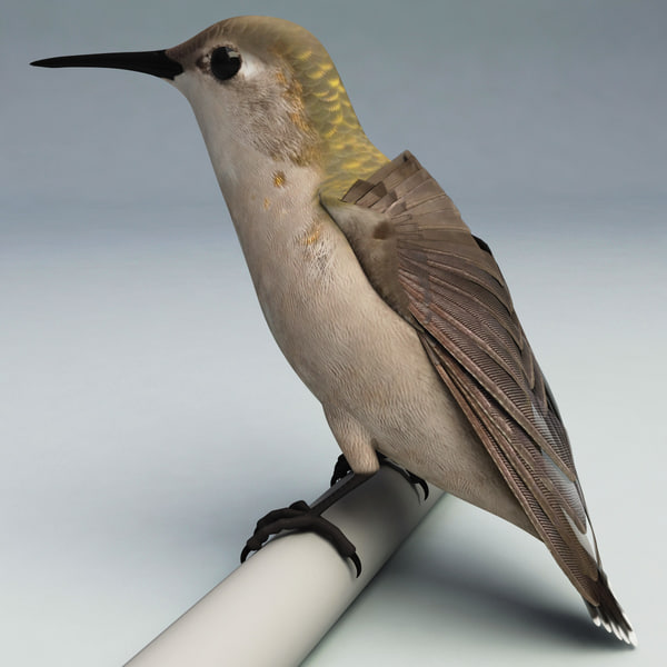 hummingbird rigged 3d model