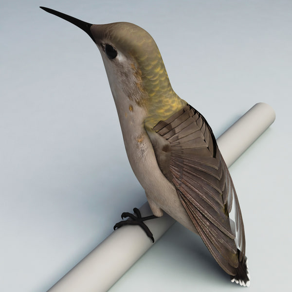hummingbird rigged 3d model