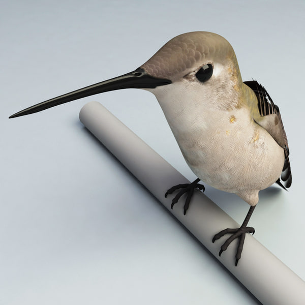 hummingbird rigged 3d model