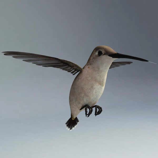 hummingbird rigged 3d model