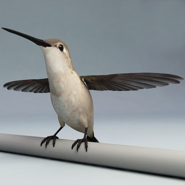 hummingbird rigged 3d model
