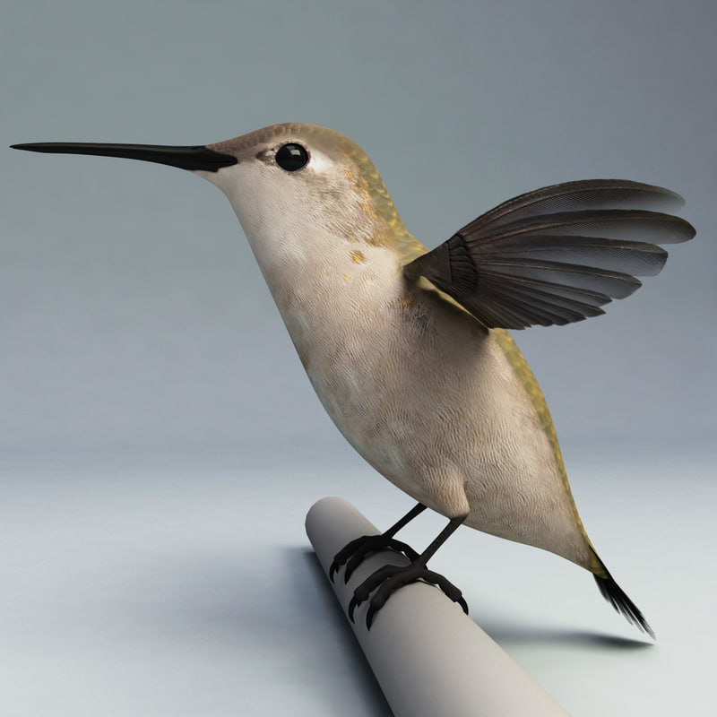 hummingbird rigged 3d model