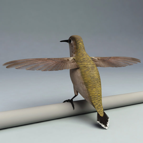 hummingbird rigged 3d model