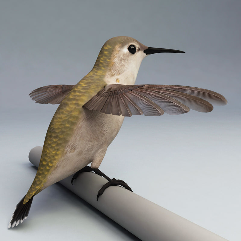 hummingbird rigged 3d model