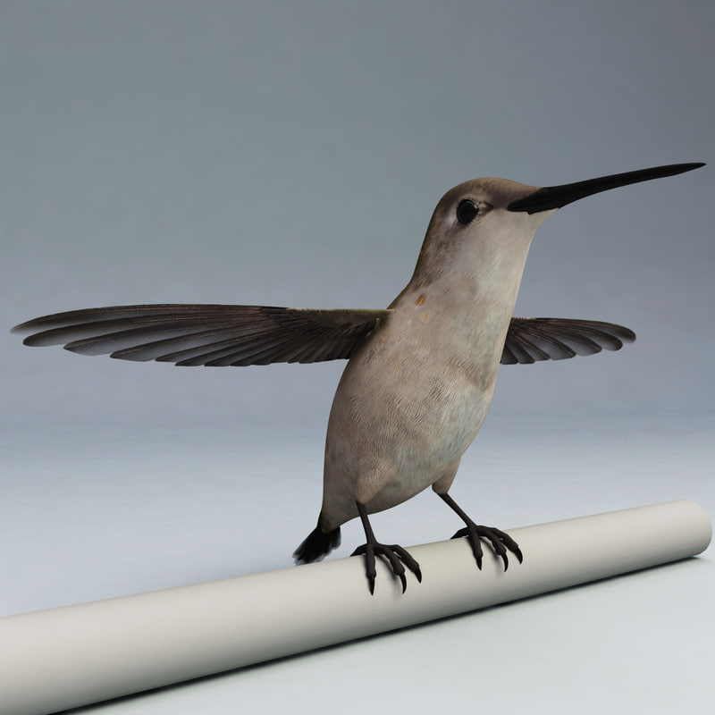 hummingbird rigged 3d model
