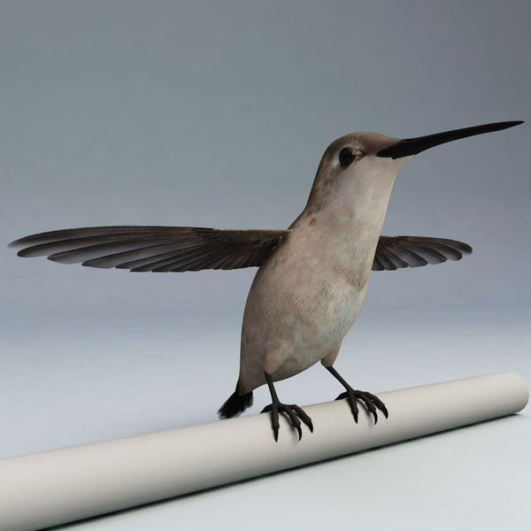 hummingbird rigged 3d model