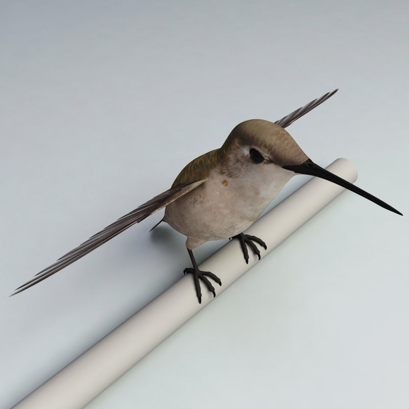 hummingbird rigged 3d model