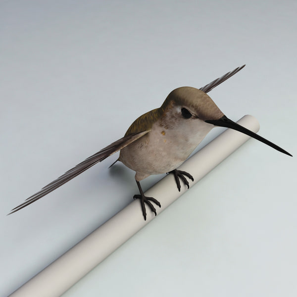 hummingbird rigged 3d model