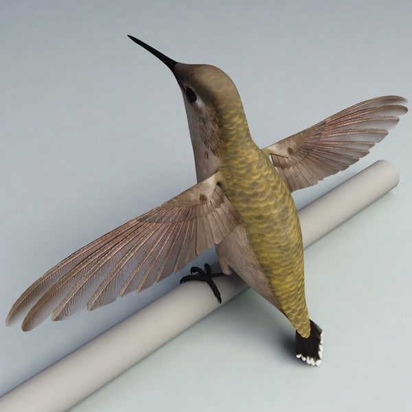 hummingbird rigged 3d model