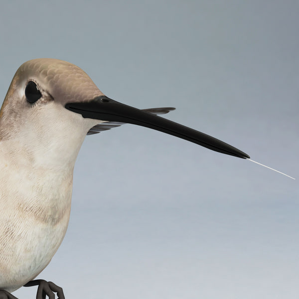 hummingbird rigged 3d model