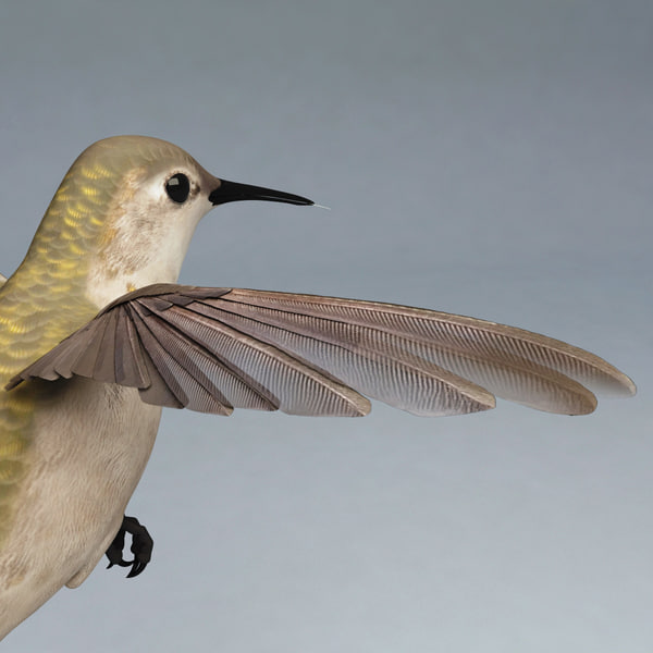 hummingbird rigged 3d model