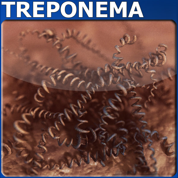treponema bacteria 3d model
