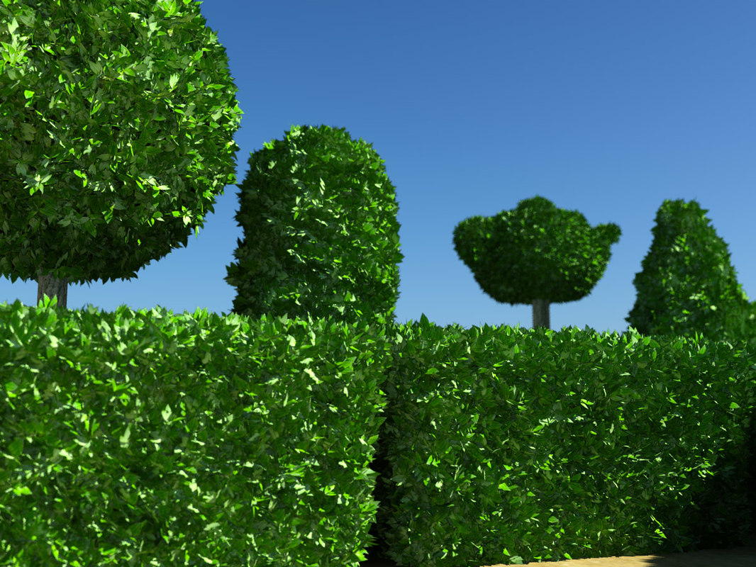 free max model shrub bush