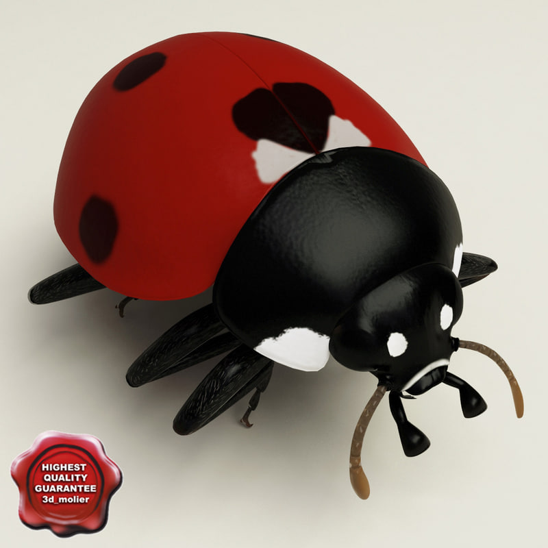 3d model ladybug pose3