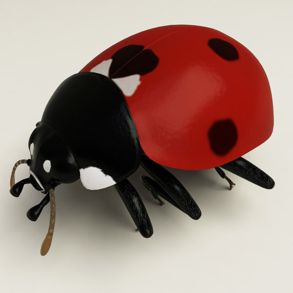3d model ladybug pose3