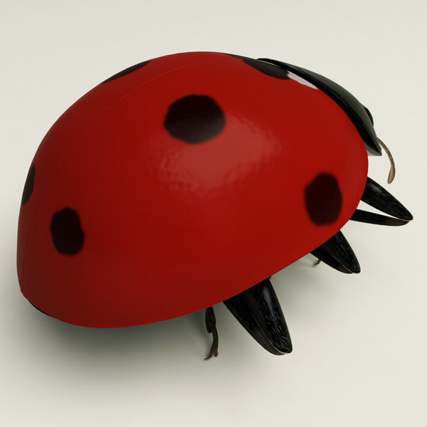 3d model ladybug pose3