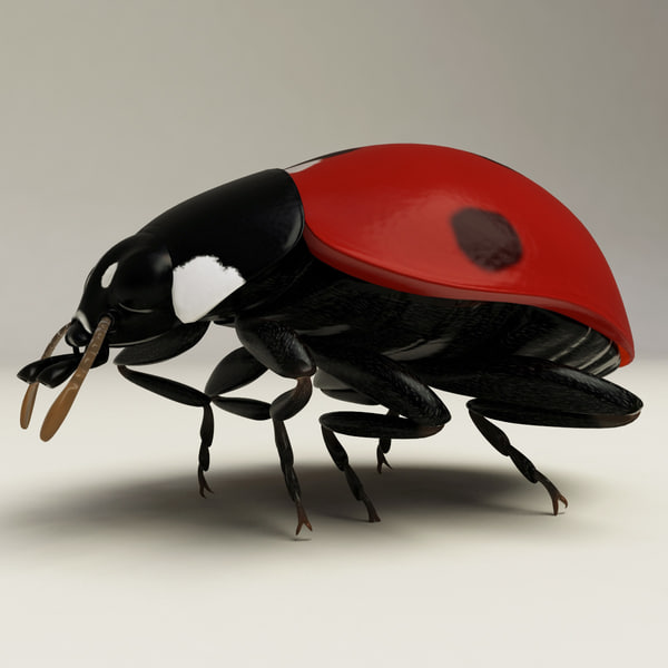 3d model ladybug pose3