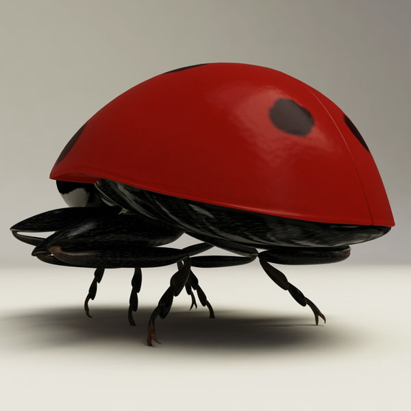 3d model ladybug pose3
