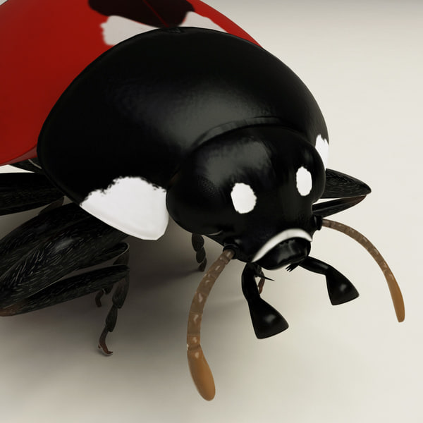 3d model ladybug pose3