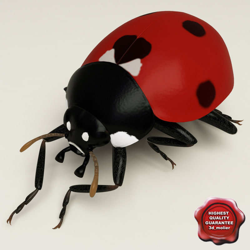 3d model ladybug pose7