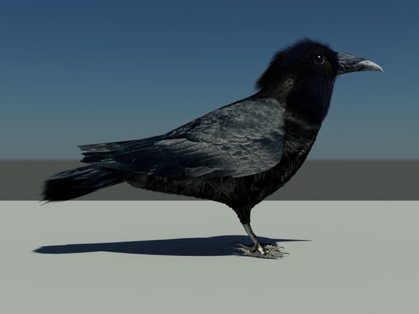 Crow 3D Models for Download | TurboSquid