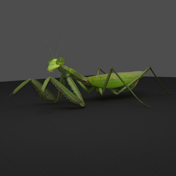 praying mantis 3d model