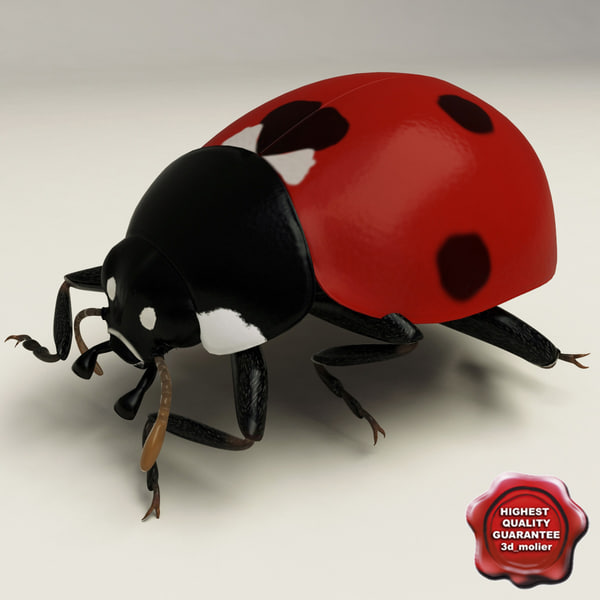 Ladybug 3D Models for Download | TurboSquid