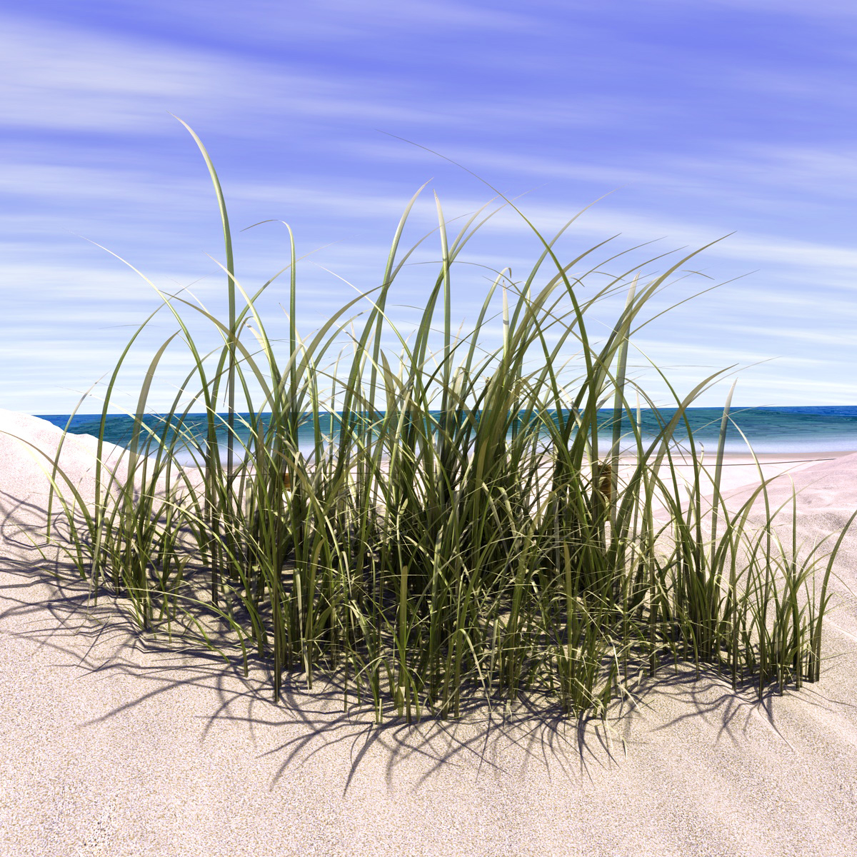 cinema4d marram grasses