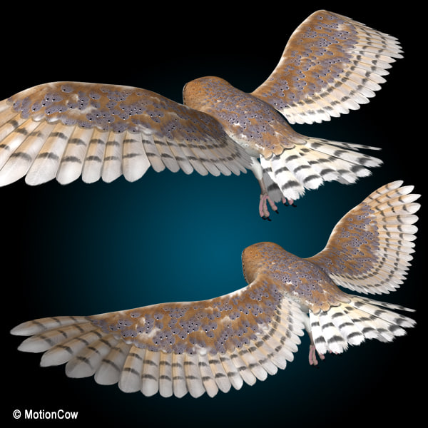 realistic flying barn owl 3d c4d