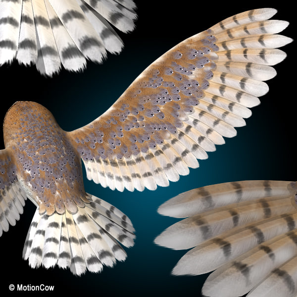 realistic flying barn owl 3d c4d