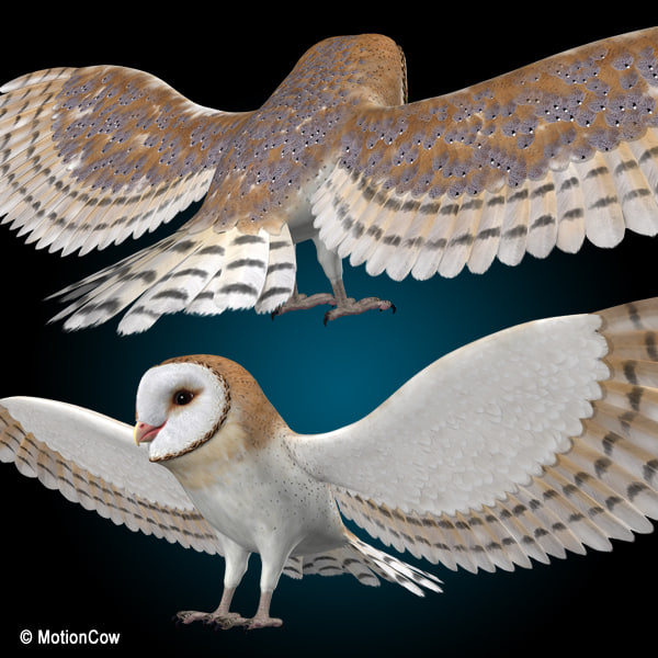 realistic flying barn owl 3d c4d