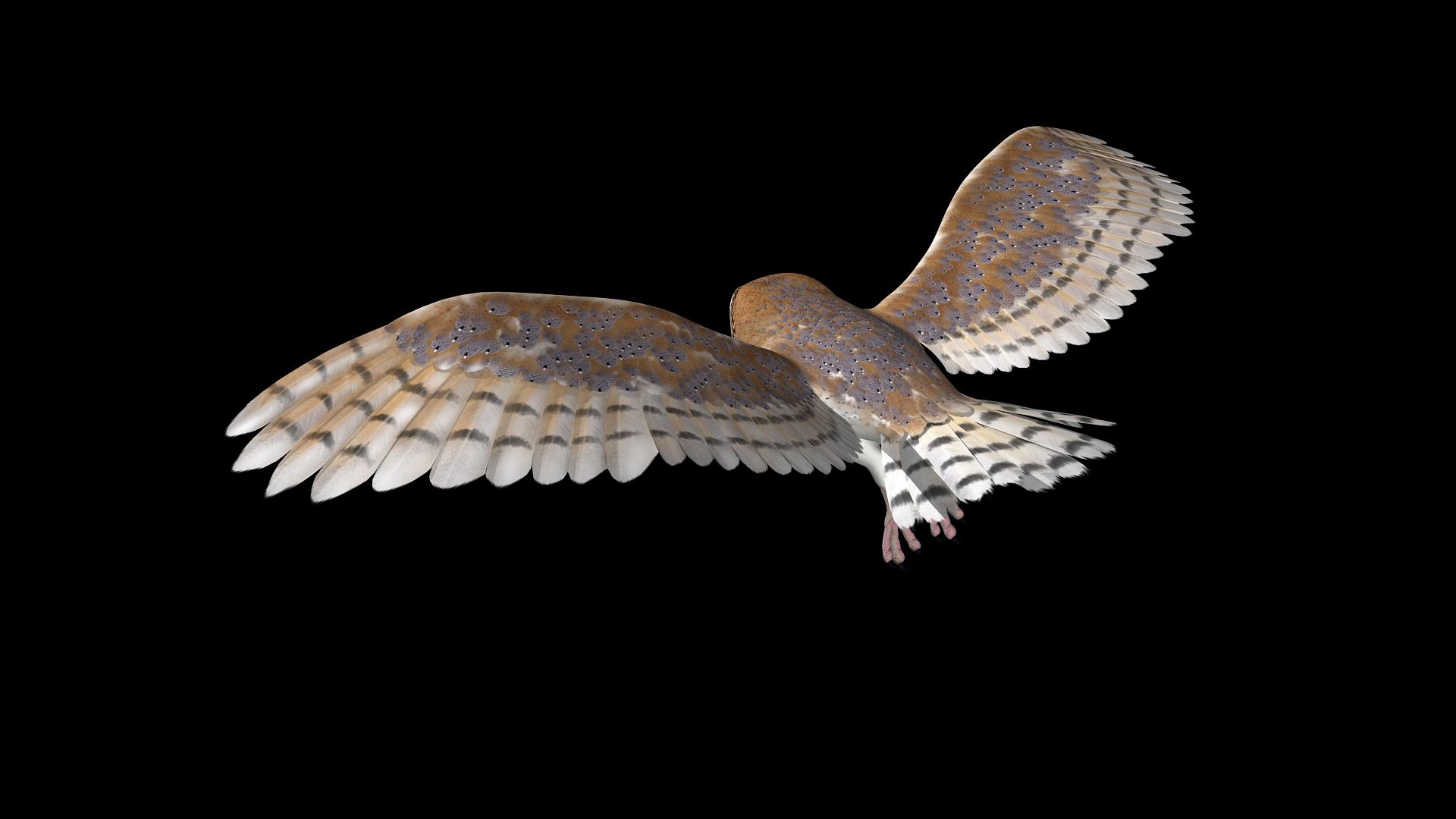 realistic flying barn owl 3d c4d