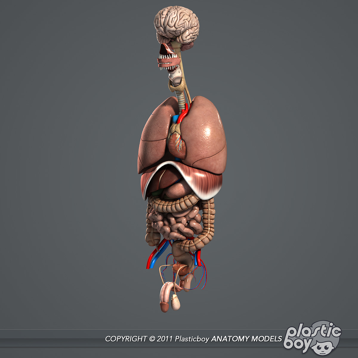 3d model human male body internal organs