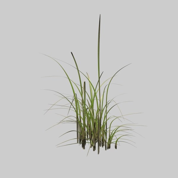 cinema4d marram grasses