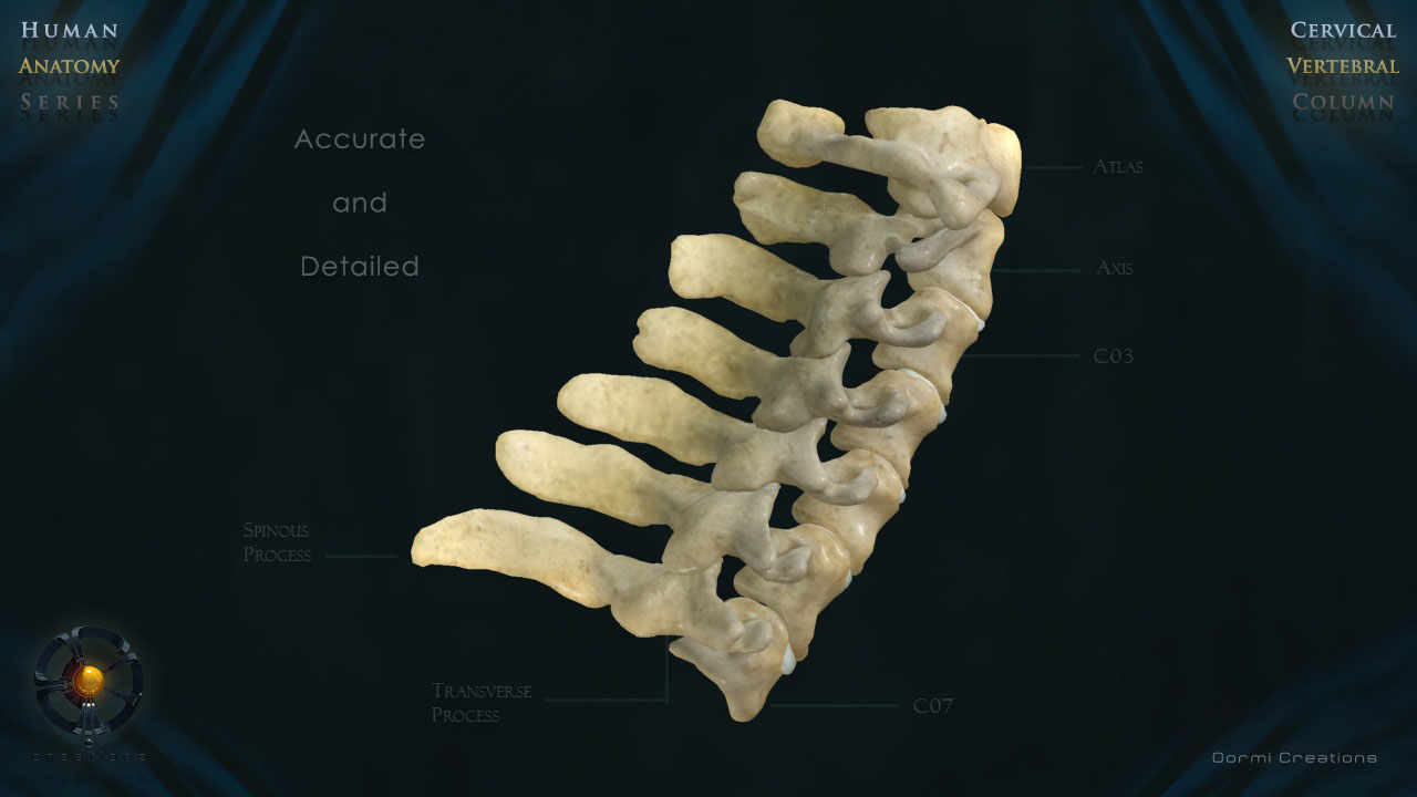 vertebral column cervical vertebra 3d max