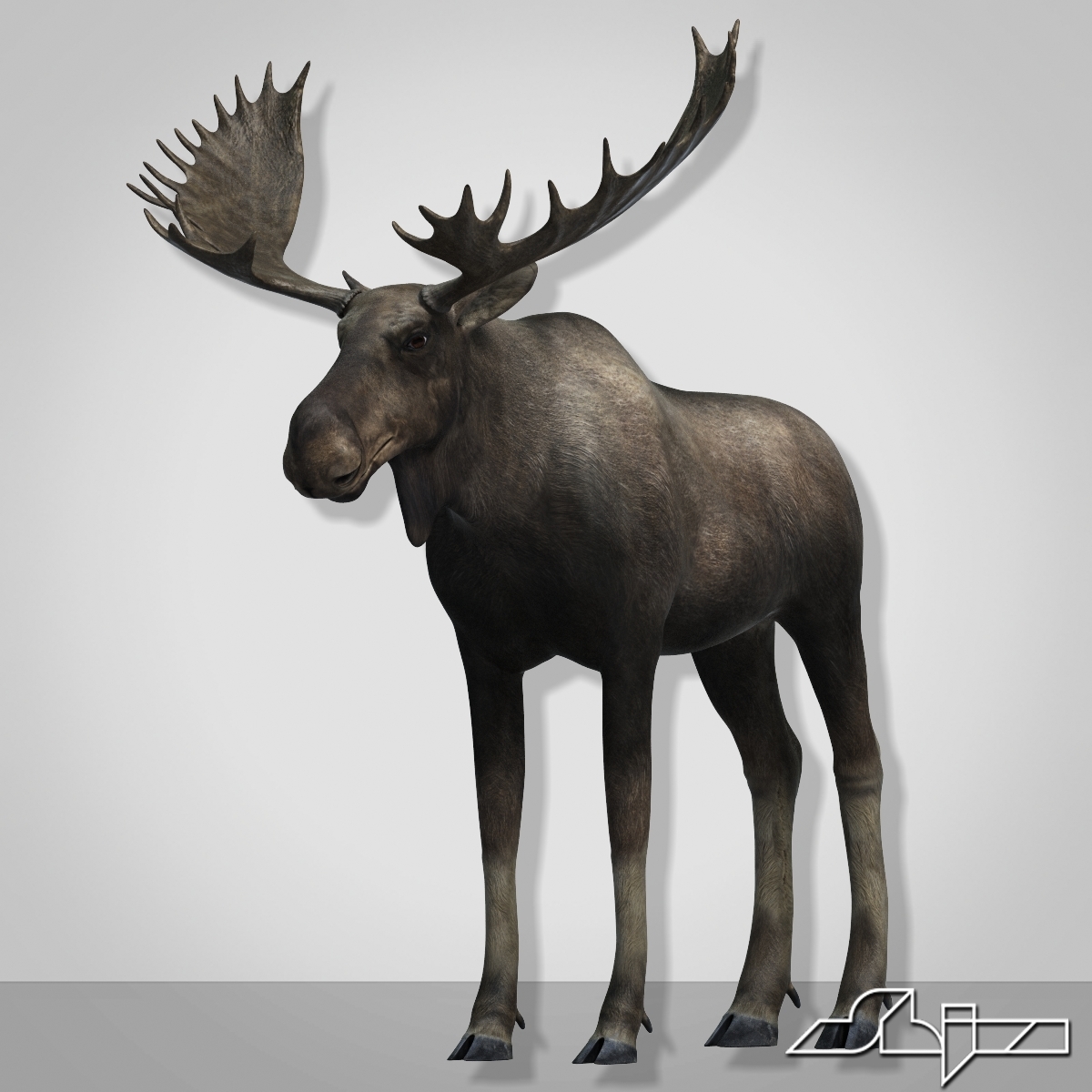 moose modeled horn 3ds