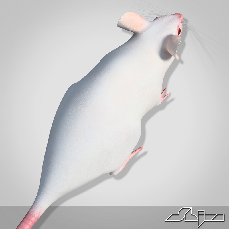little white mouse 3d model