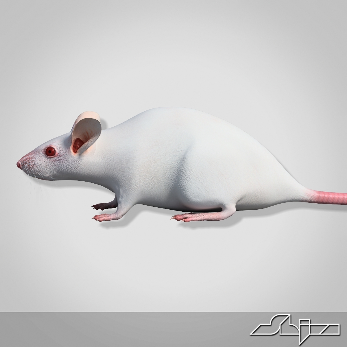 little white mouse 3d model