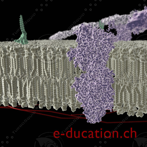 3d biological membrane transport