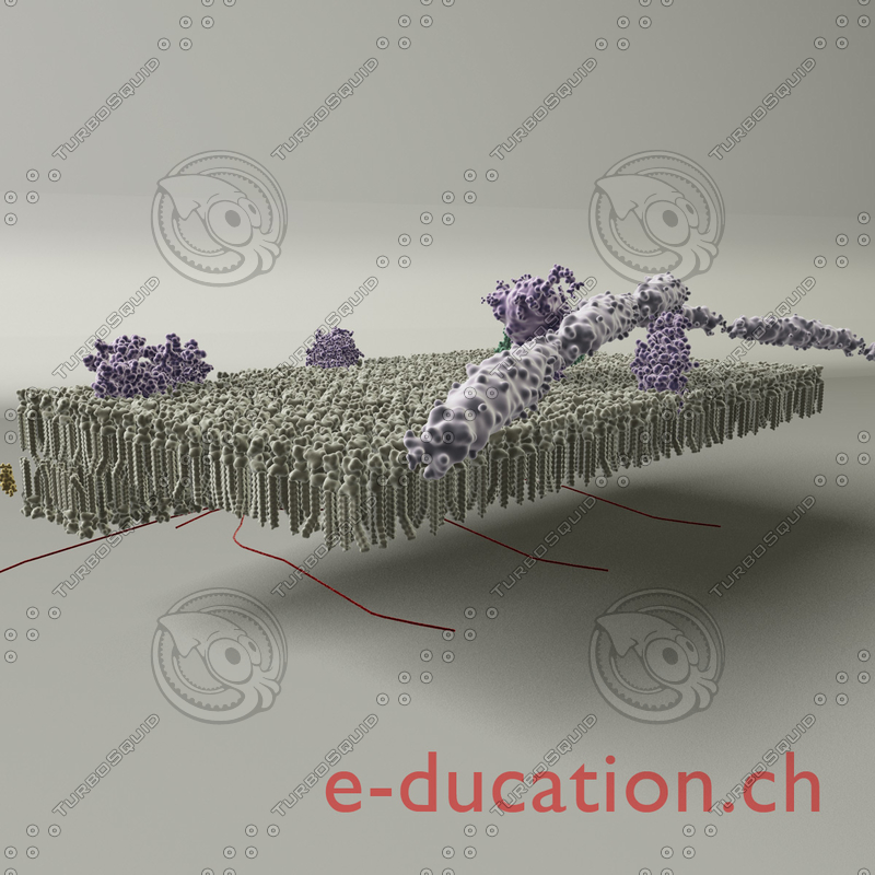 3d biological membrane transport