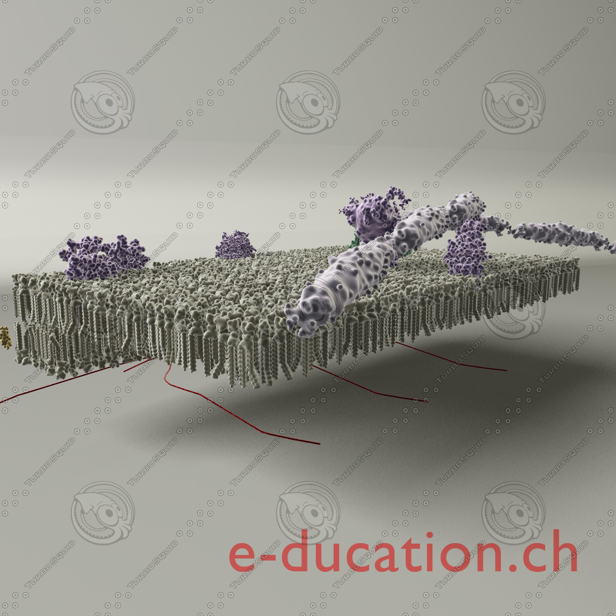 3d biological membrane transport