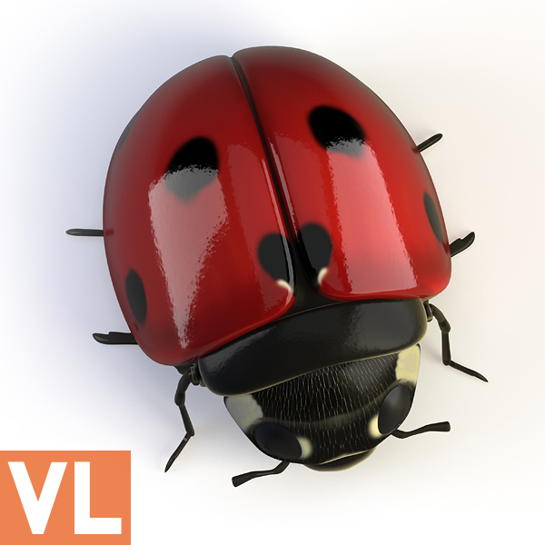 Ladybug 3D Models for Download | TurboSquid