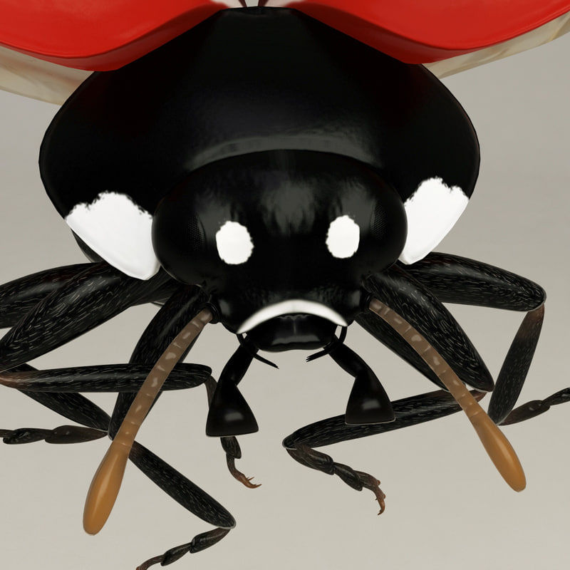 ladybug poses 3d max