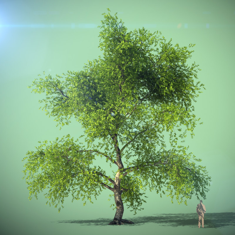 3d model oak tree hq