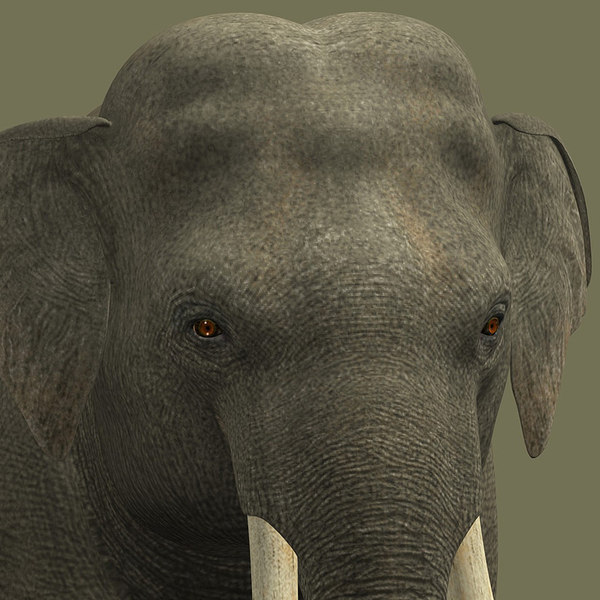 obj elephant-g elephant