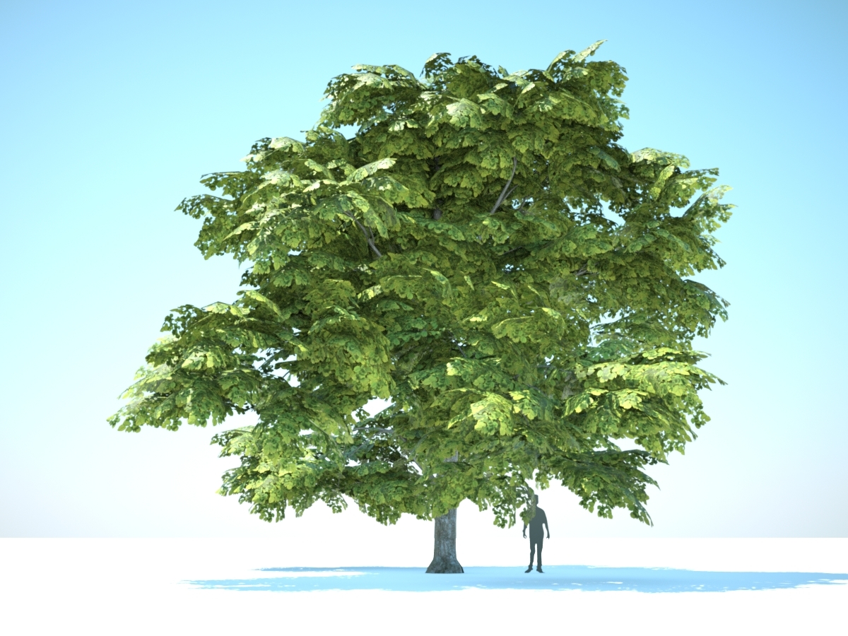 3d model trees 10